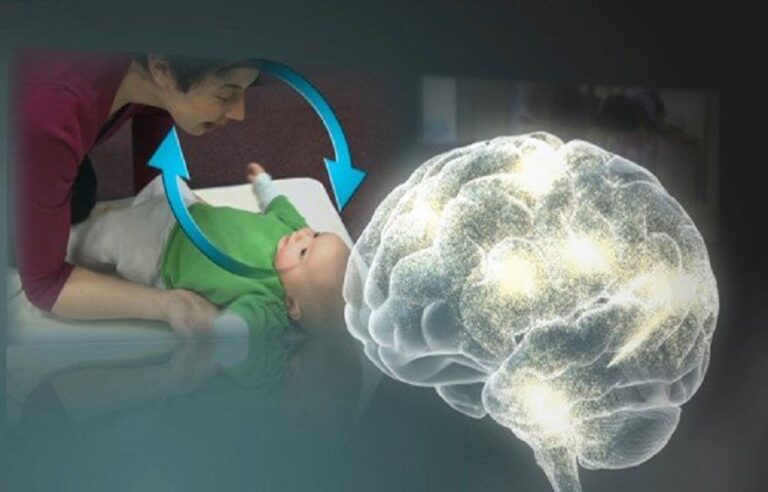 Building Baby Brains: From Neural Tubes to First Words ...